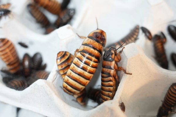 Barata Gigante – Elliptorhina Javanica – ANIMAL MAIS