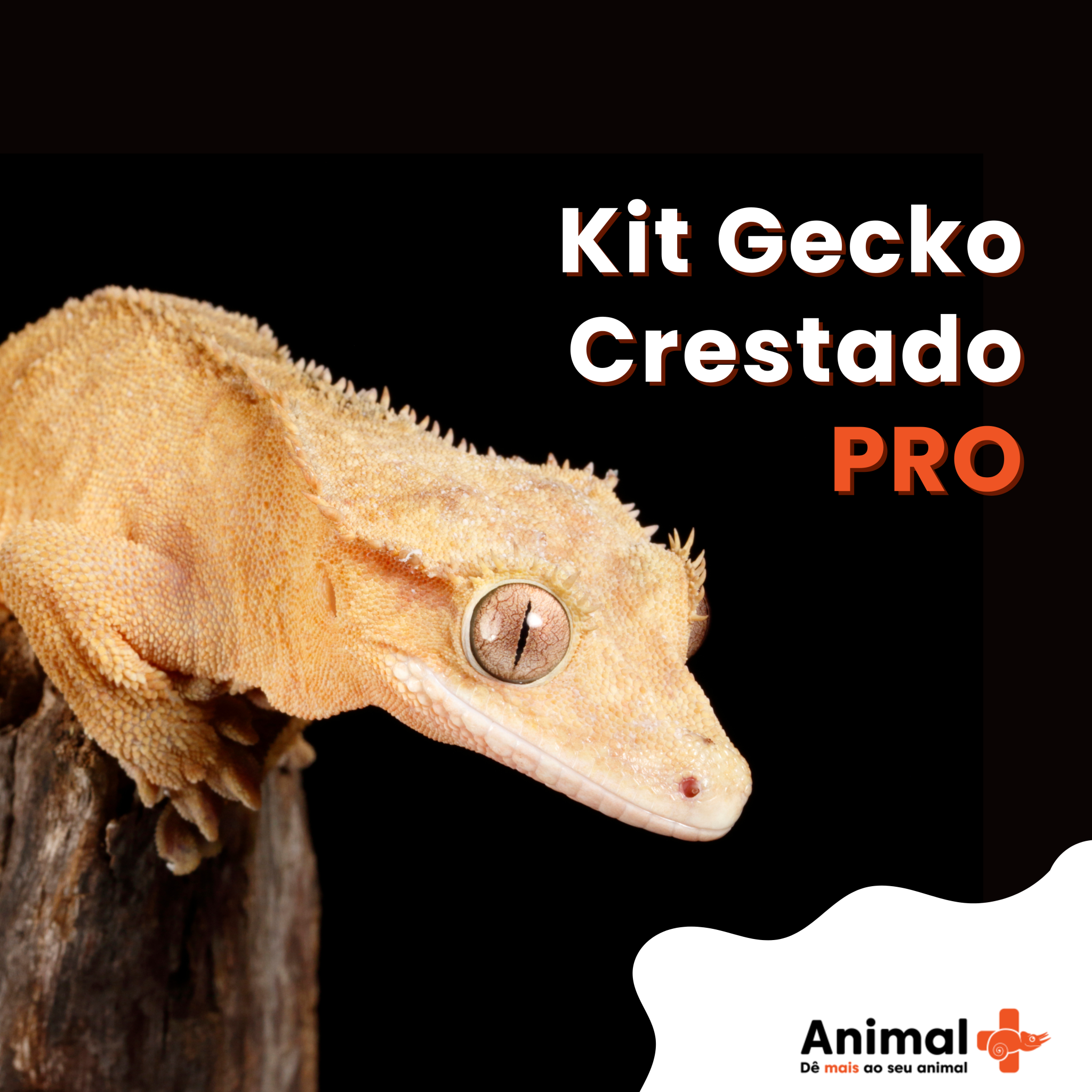 Kit Gecko Crestado PRO – ANIMAL MAIS
