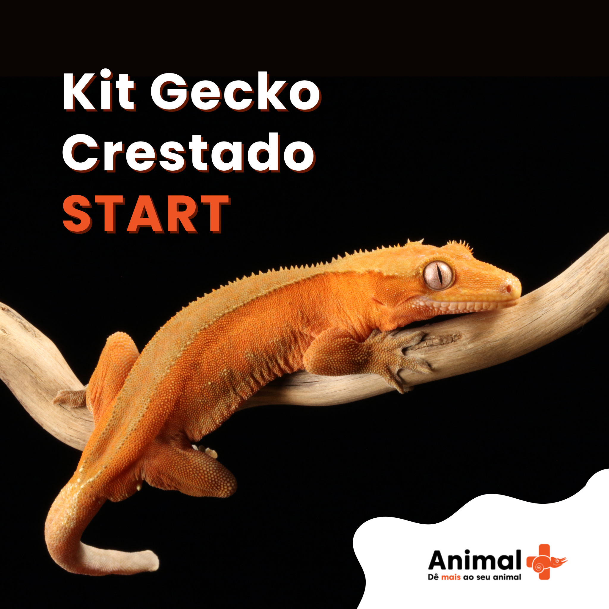 Kit Gecko Crestado START – ANIMAL MAIS